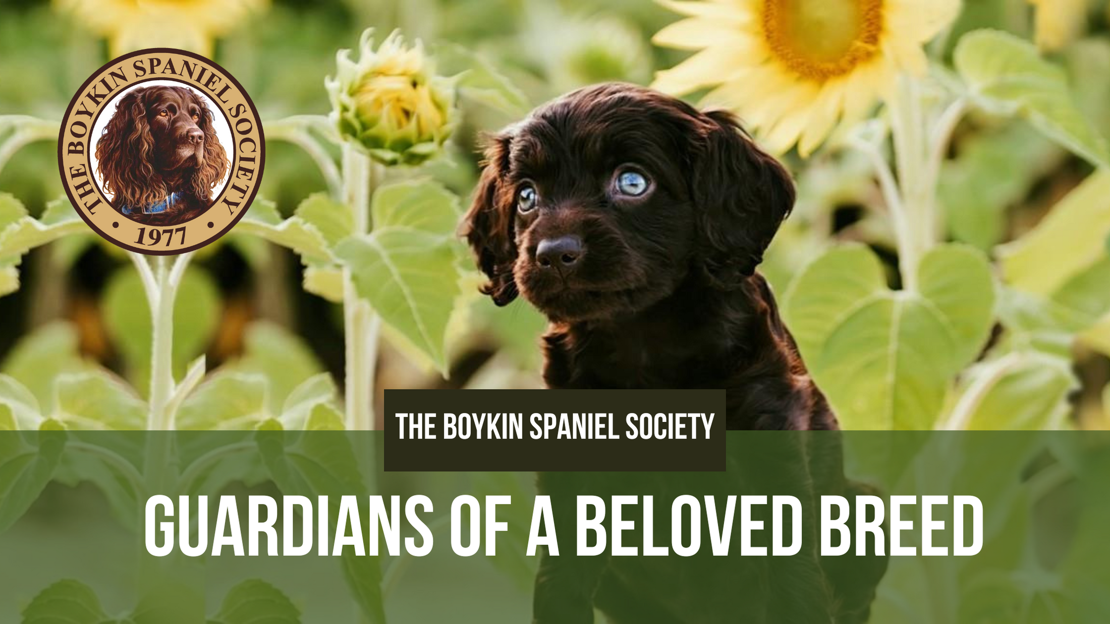 The Boykin Spaniel Society: Guardians of a Beloved Breed – Boykin ...