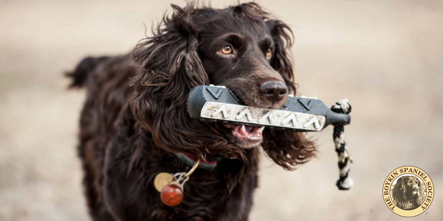 Boykin Spaniel Outfitters - Boykin Spaniel Society Official Apparel