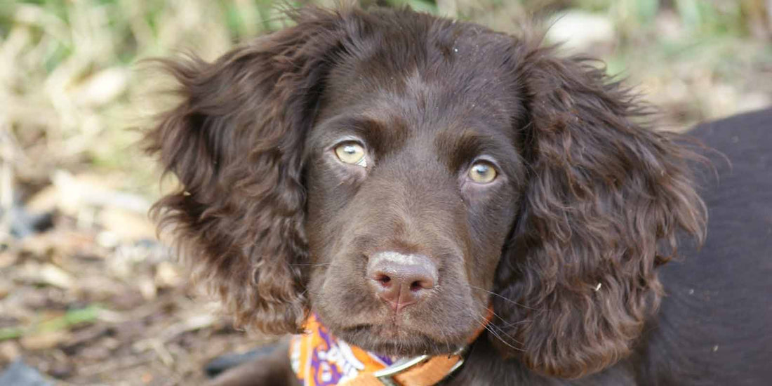 Boykin Spaniel Outfitters - Boykin Spaniel Society Official Apparel