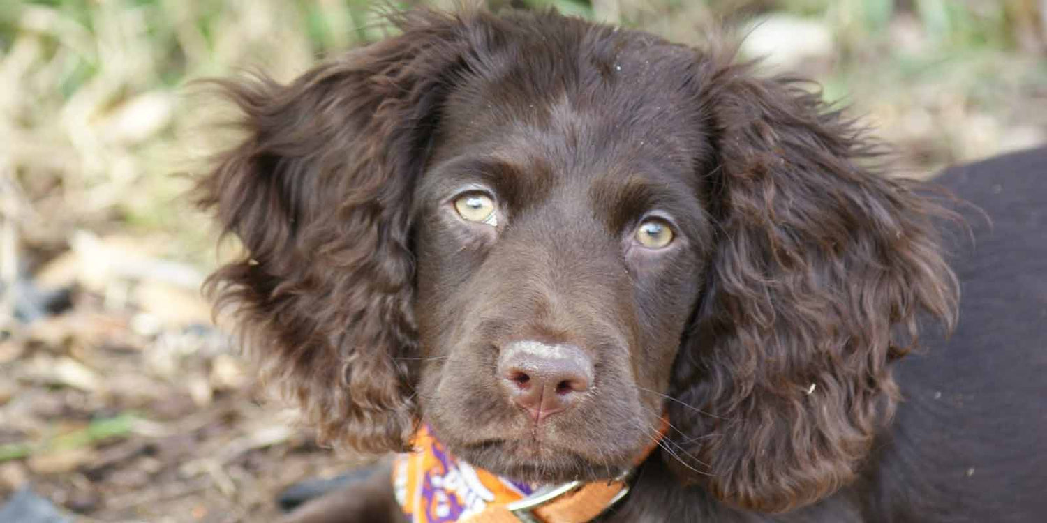 Boykin Spaniel Outfitters - Boykin Spaniel Society Official Apparel